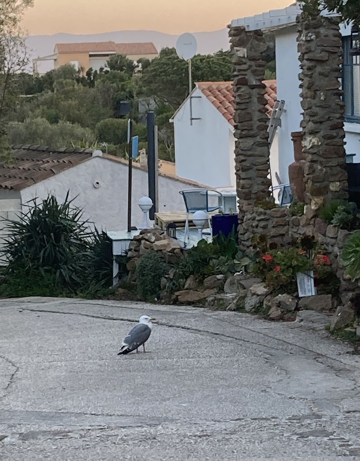 Balade du matin 2 - île du levant - domaine naturiste d'héliopolis ...