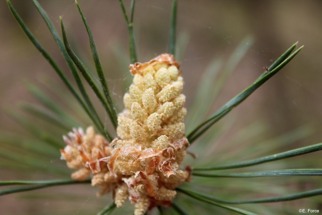 La reproduction sexuée chez les Pinophytes - To Take Nature - La Nature ...